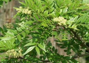 棘のある樹木です。 | はなせんせ