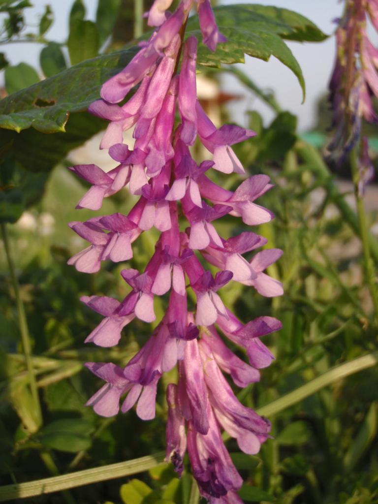 マメ科の花でしょうか？ | はなせんせ