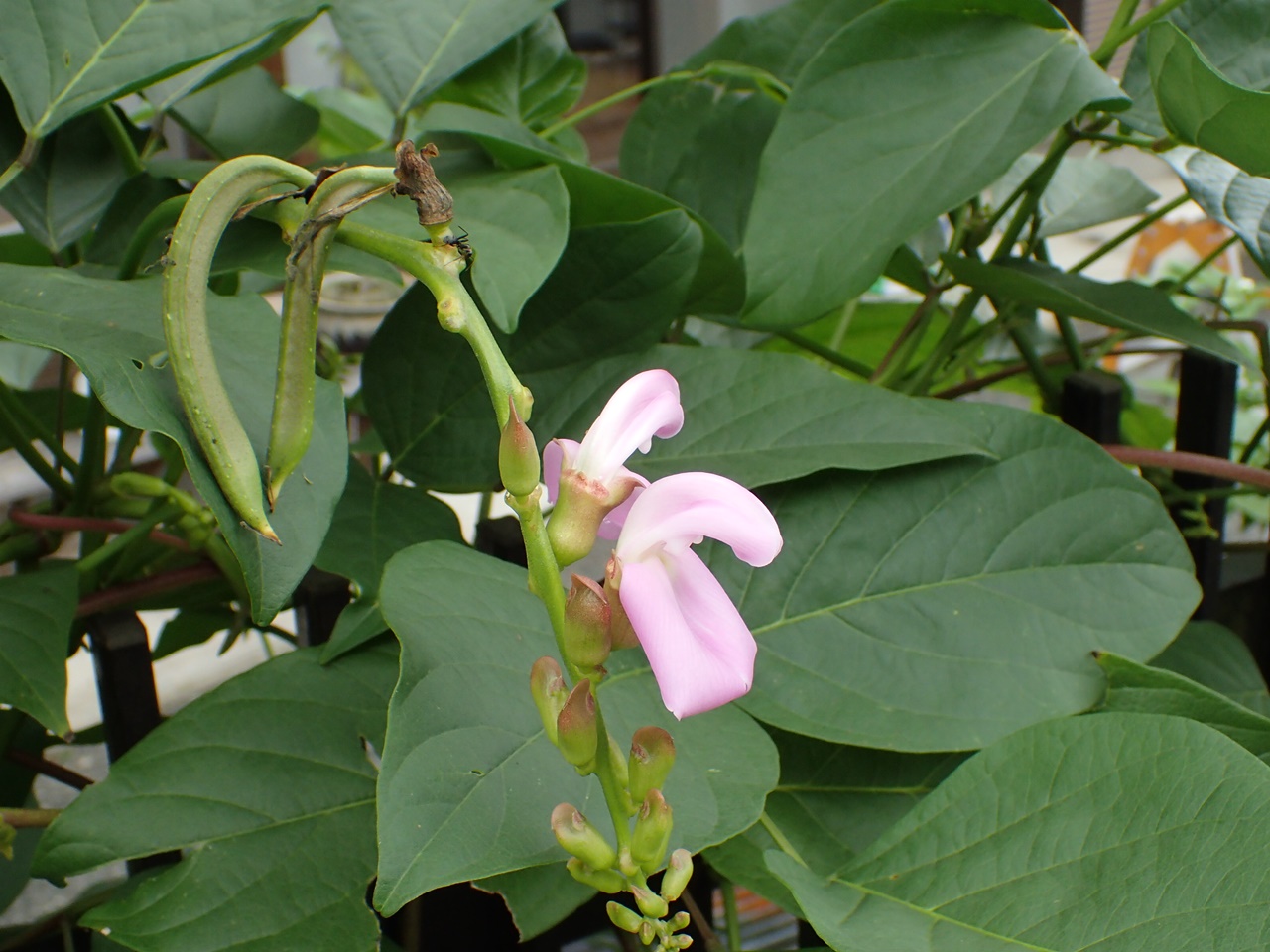 大型マメ科植物 | はなせんせ